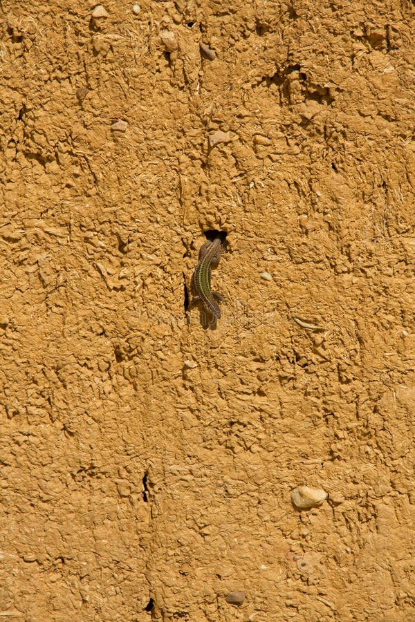 Lizard in Adobe Mud Wall stock image. Image of ocher - 60490215