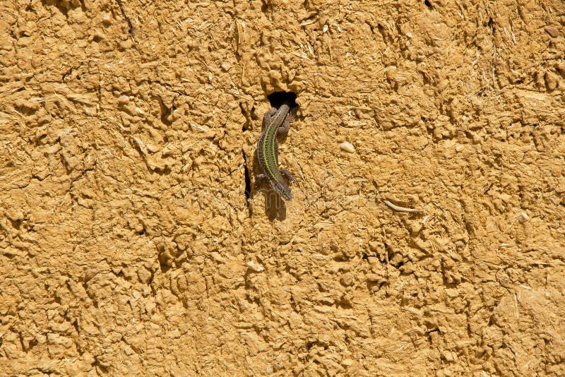 Small Lizard stock image. Image of detail, vertebrate - 35189611