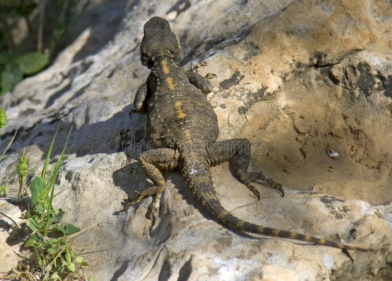 Lizard stock photo. Image of lizard, tail, crevice, terrarium - 39919332