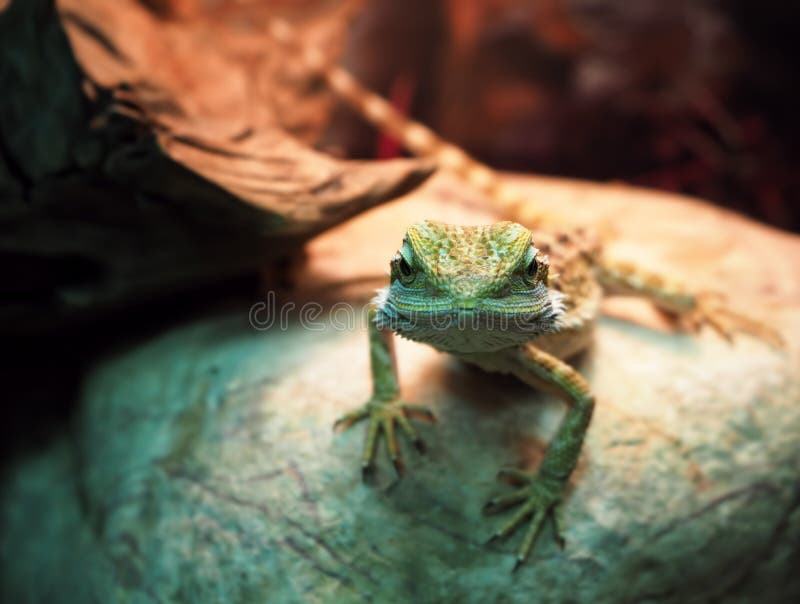 LIZARD LOOKING AT CAMERA stock photo. Image of alive - 30841460