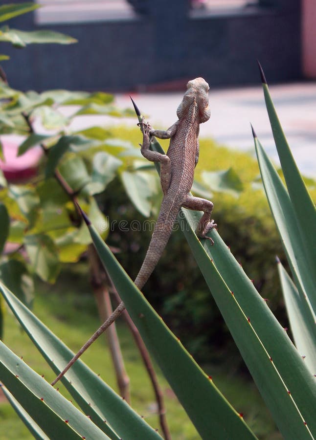 Lizard stock image. Image of agave, dragon, display, wildlife - 61221129