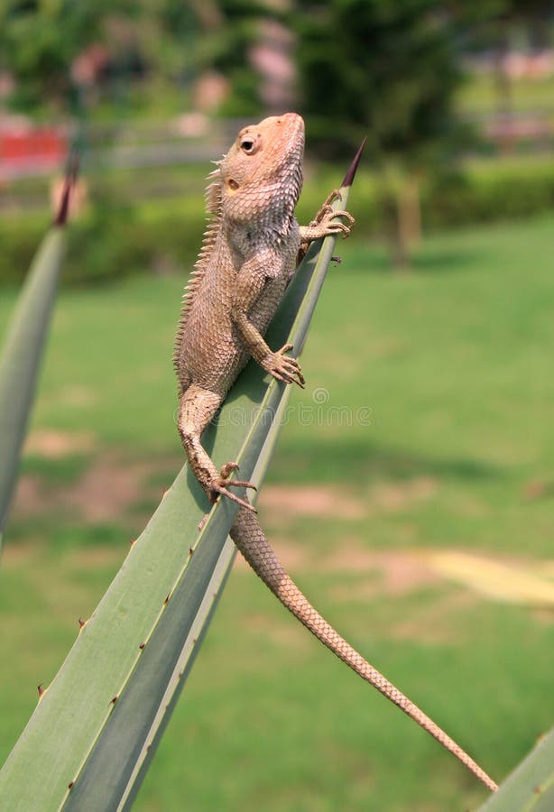 Agave stock photo. Image of texture, background, botanical - 61595152
