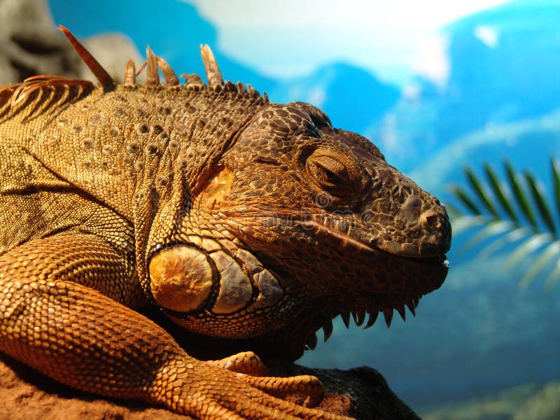 Lizard ancient stock photo. Image of cool, blue, imortality - 549478