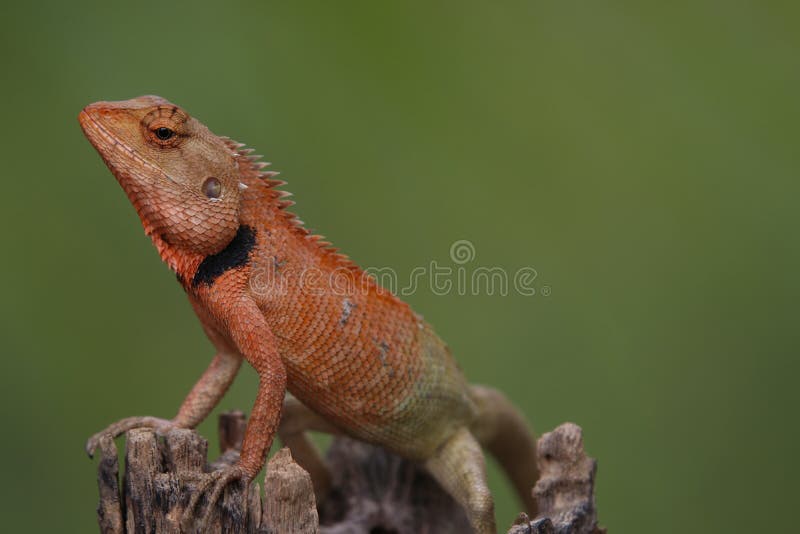 A Lizard Animal Wildlife with a Small Spike is Perched on a Branch ...