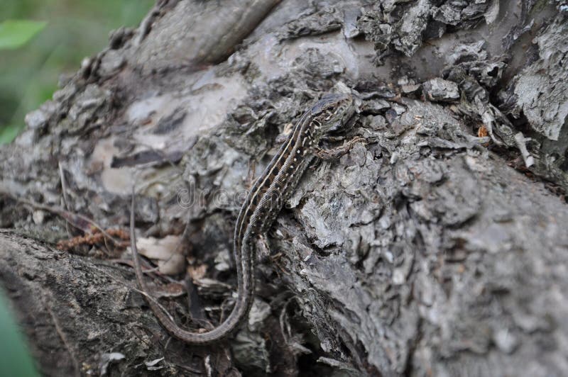 Lizard on apple tree stock image. Image of tree, white - 75349731