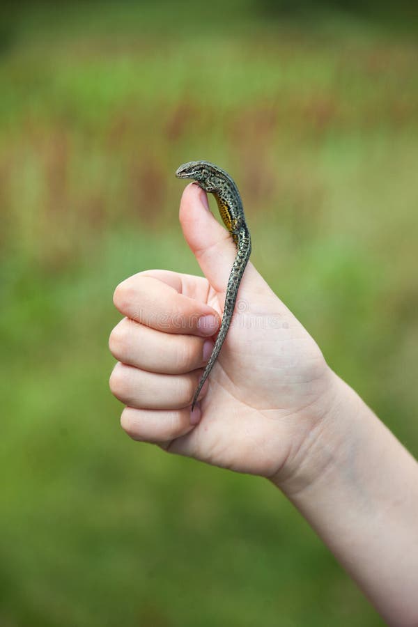 Lizard on the baby`s hand stock image. Image of reptile - 146662421