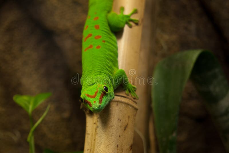 Lizard on a bamboo stick stock photo. Image of wildlife - 117015804