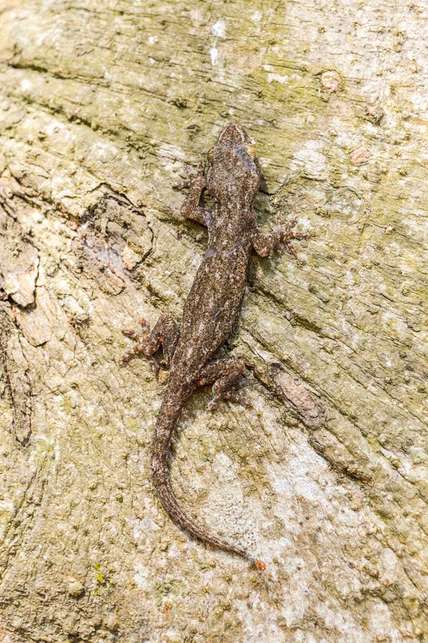 Lizard on bark tree stock image. Image of asia, gecko - 134264543
