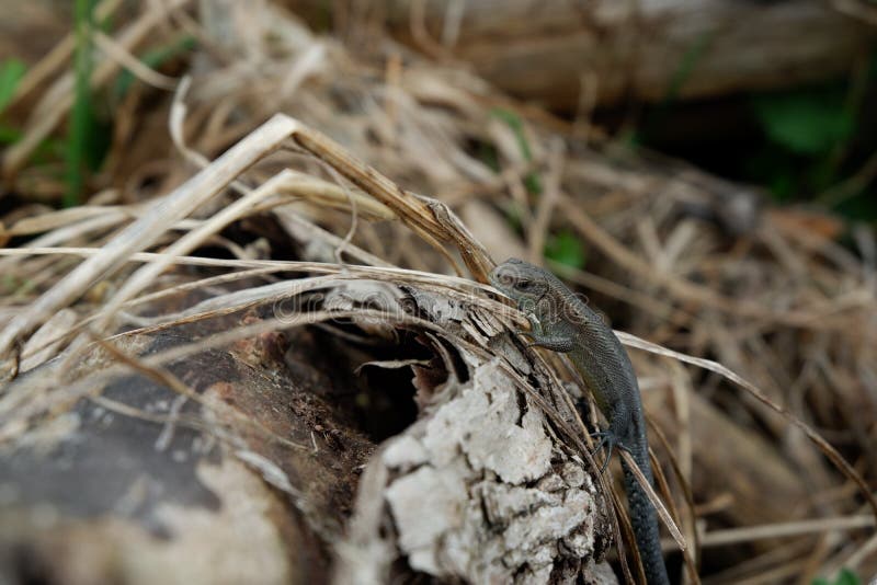 Lizard on a Bark of Trees Surrounded by Dry Grass Stock Photo - Image ...