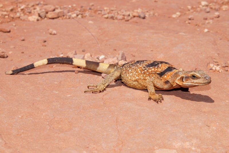 Lizard Basking in the Desert Sun Stock Photo - Image of phrynosoma ...