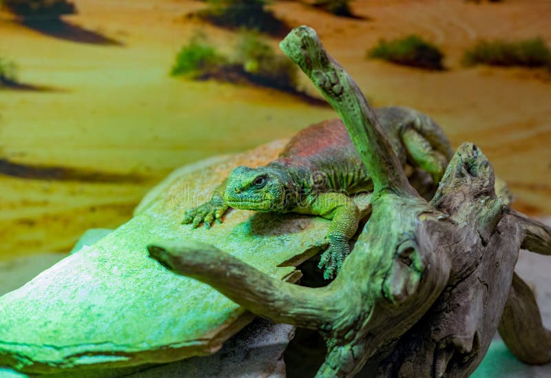 A lizard basking on a rock stock image. Image of rock - 373258003