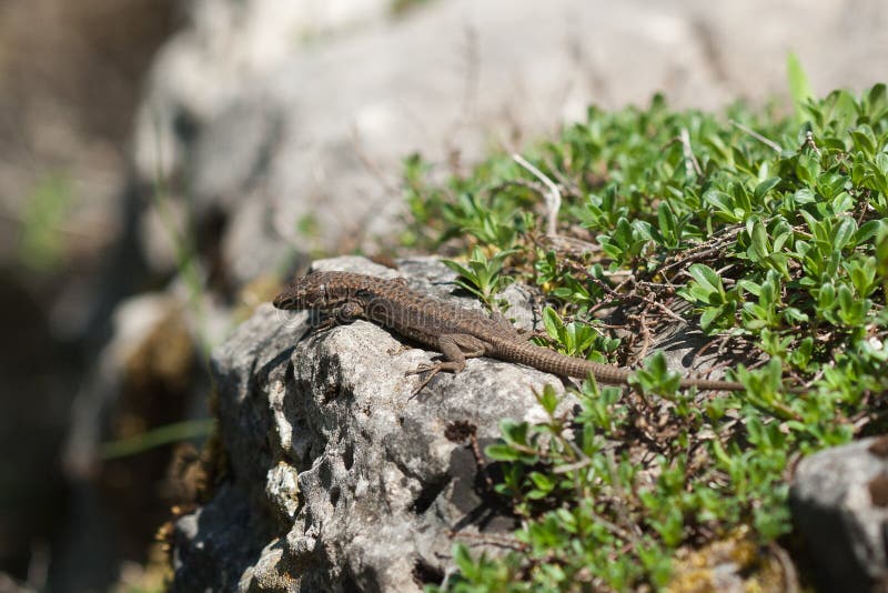 The Lizard is Basking on Rock Stock Photo - Image of grass, green: 32523716
