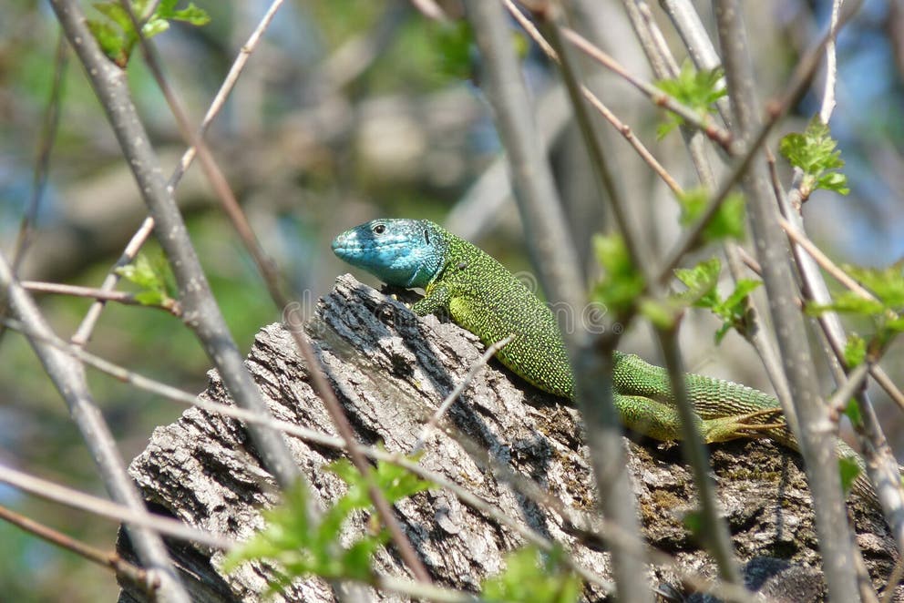 Lizard stock photo. Image of animals, summer, lizard - 56079914