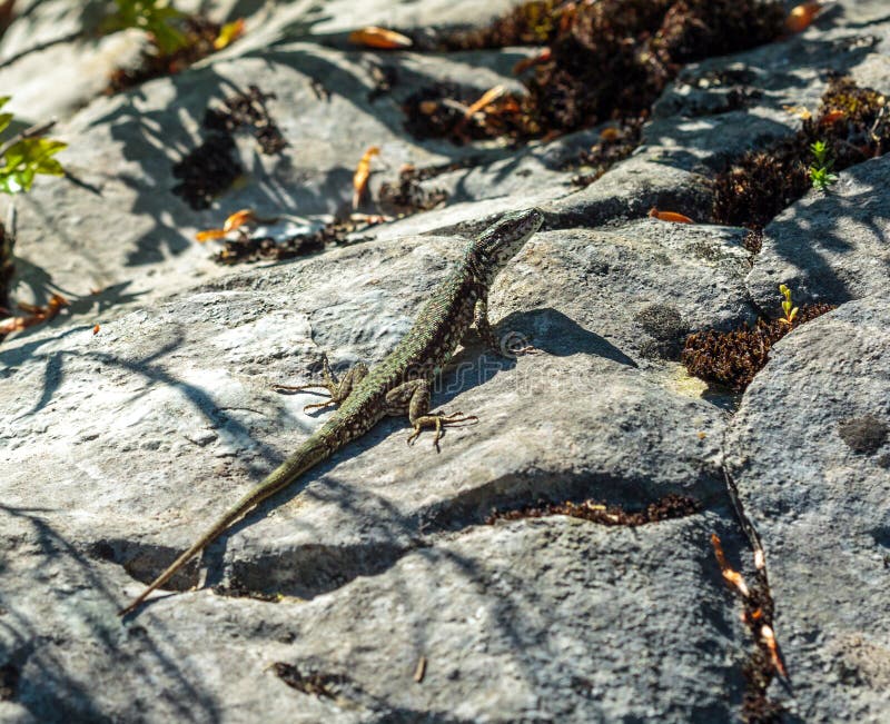 Lizard basking in the sun stock image. Image of small - 70920545