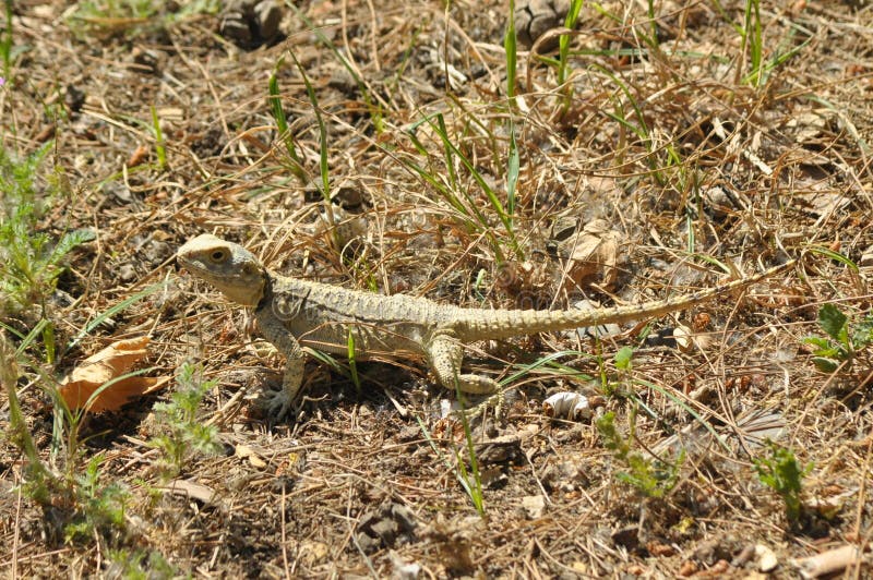 Lizard Basking in the Sun. Cold-blooded Reptile Stock Photo - Image of ...