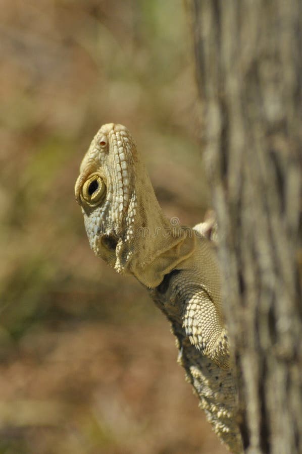 Lizard Basking in the Sun. Cold-blooded Reptile Stock Photo - Image of ...