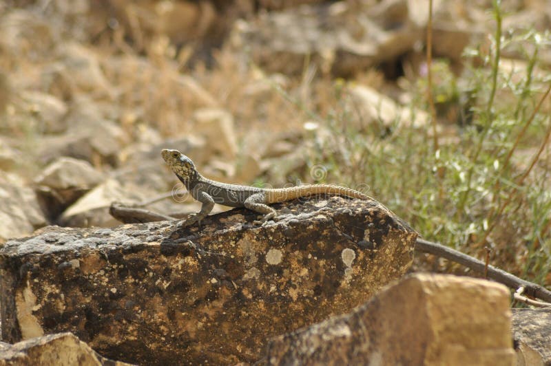 Lizard Basking in the Sun. Cold-blooded Reptile Stock Image - Image of ...