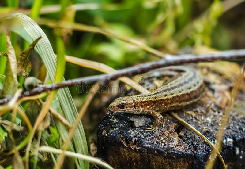 Lizard basking in the sun stock photo. Image of closeup - 45172302