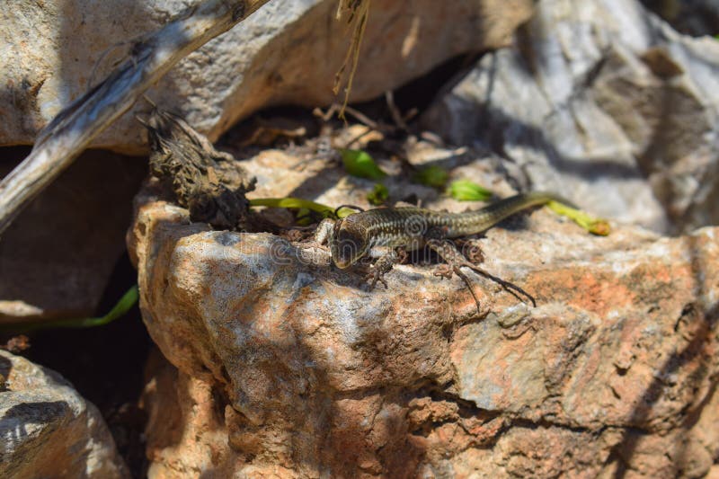 Lizard Basking in the Sun on a Rock Stock Photo - Image of environment ...