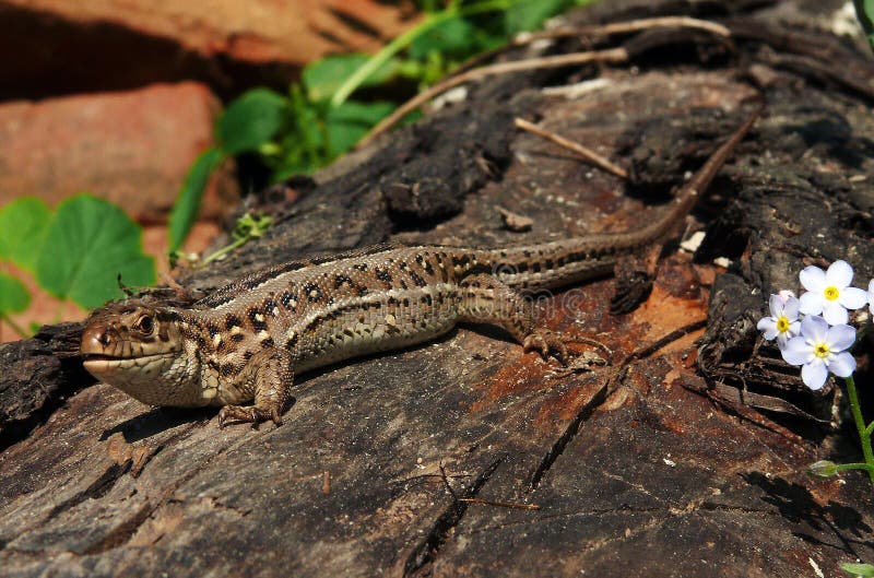 A Lizard Basking in the Sun Stock Image - Image of nature, warm: 102730547