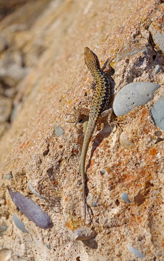 Lizard basking in the sun stock image. Image of predator - 200614663