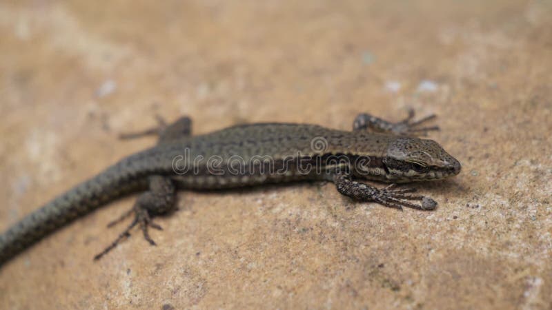 Lizard Basking in the Sun on a Stone Stock Footage - Video of exotic ...