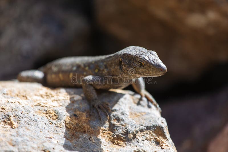 Lizard basking in sun stock photo. Image of warmth, critter - 144812614