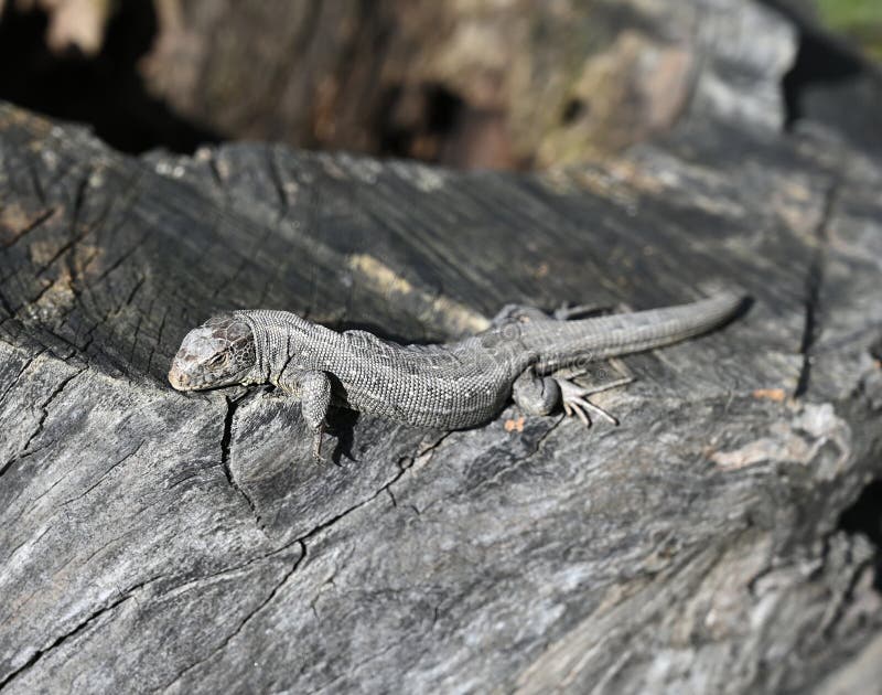 Lizard Basks in the Sun on a Log Stock Image - Image of closeup ...