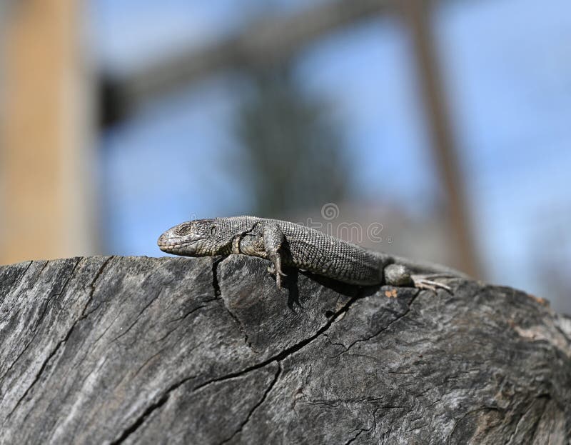 Lizard Basks in the Sun on a Log Stock Photo - Image of wildlife ...