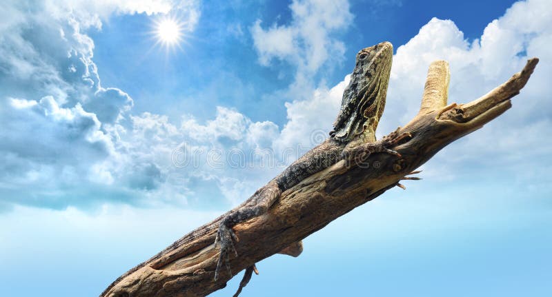 Lizard Bathing Under Dry Summer Sun and Blue Sky Stock Photo - Image of ...