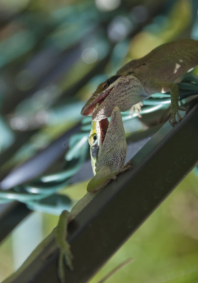 Lizard Battle stock image. Image of cold, teeth, fight - 23407283