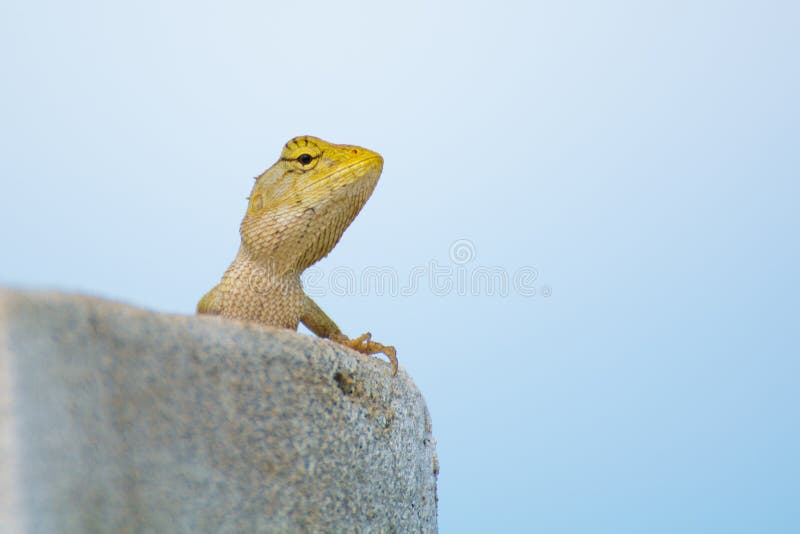 Lizard be arrogant stock photo. Image of animal, head - 67005974