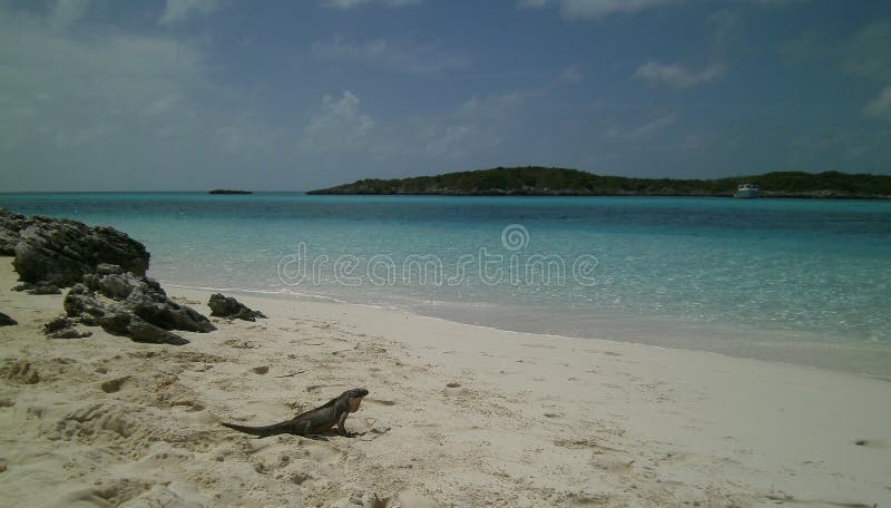 Lizard on the Beach 2 stock image. Image of relaxation - 92331271