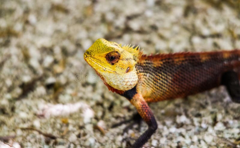 Lizard on the Beach. Lizard Walking Stock Photo - Image of sand ...