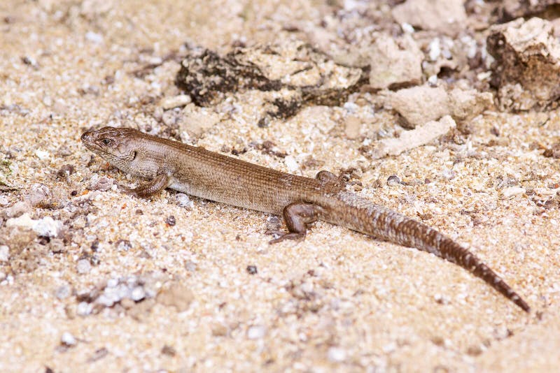 Lizard on the Beach in Western Australia Stock Photo - Image of common ...