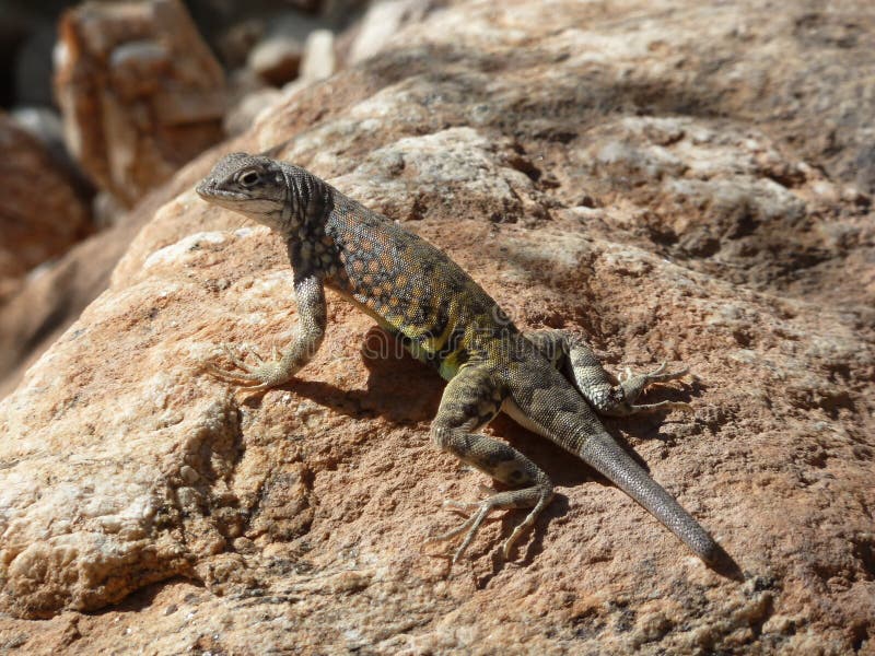 Lizard Stops Stock Photos - Free & Royalty-Free Stock Photos from ...