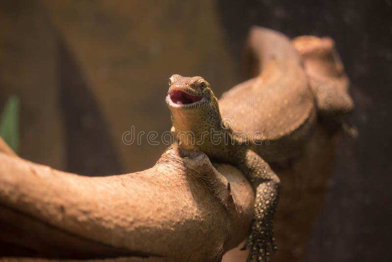 Lizard stock photo. Image of environment, opened, crawling - 51607666