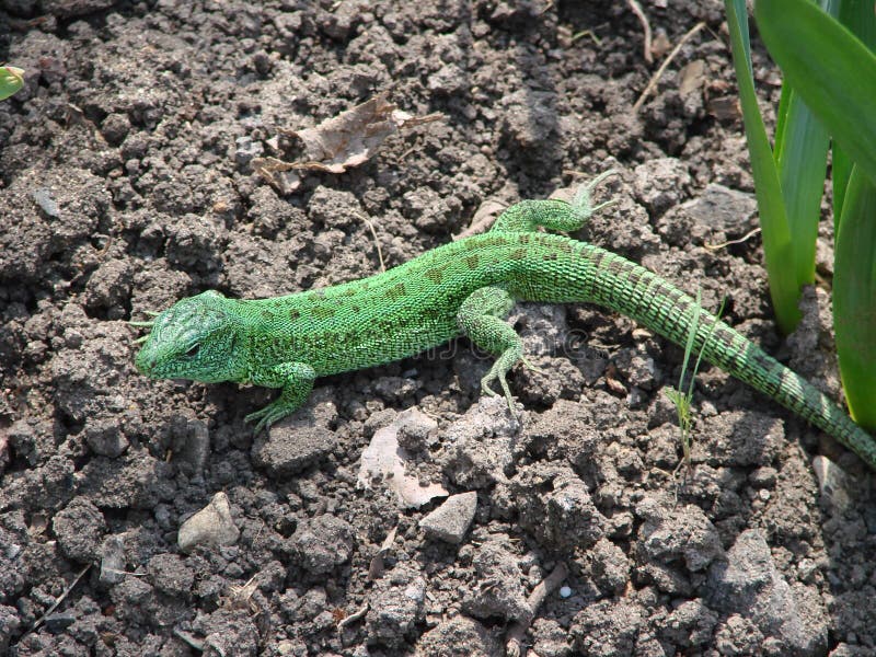 Lizard stock image. Image of reptile, beautiful, earth - 43735633
