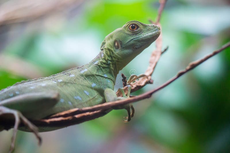 Lizard stock photo. Image of creature, tree, outdoor - 51607640
