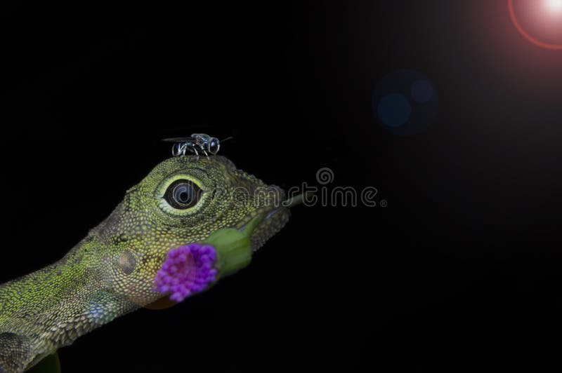Lizard and bee stock photo. Image of green, bettle, nature - 46702176