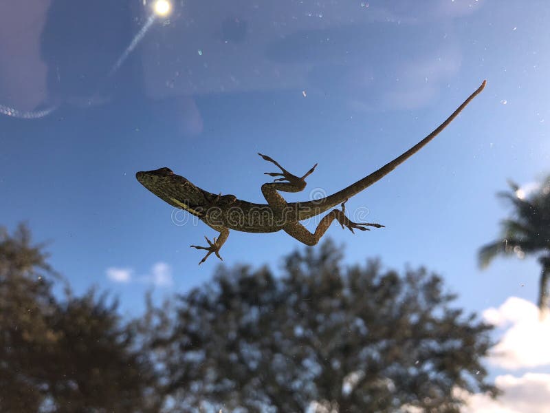 Lizard belly and blue sky stock photo. Image of lizzard - 106982378