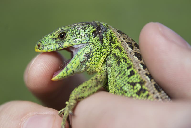 Lizard bites stock photo. Image of hand, lizard, nature - 30861210