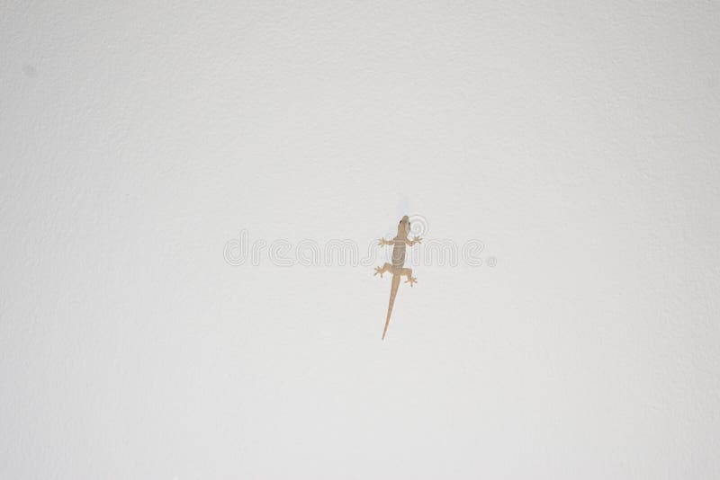 A Lizard on a Blank White Wall All Alone Stock Photo - Image of animals ...