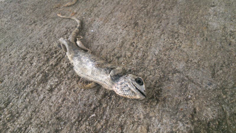 Lizard body stock photo. Image of body, lizard, frightening - 94230278