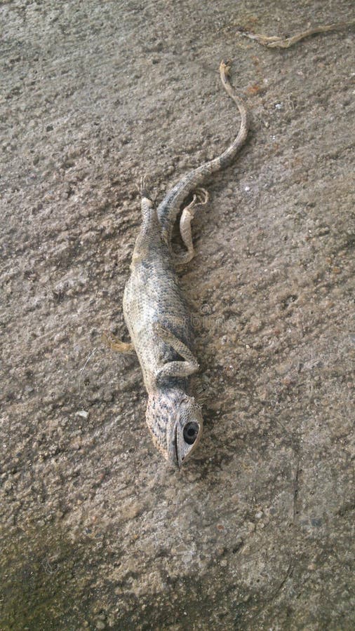 Lizard body stock photo. Image of dangerous, laying, dead - 94501552