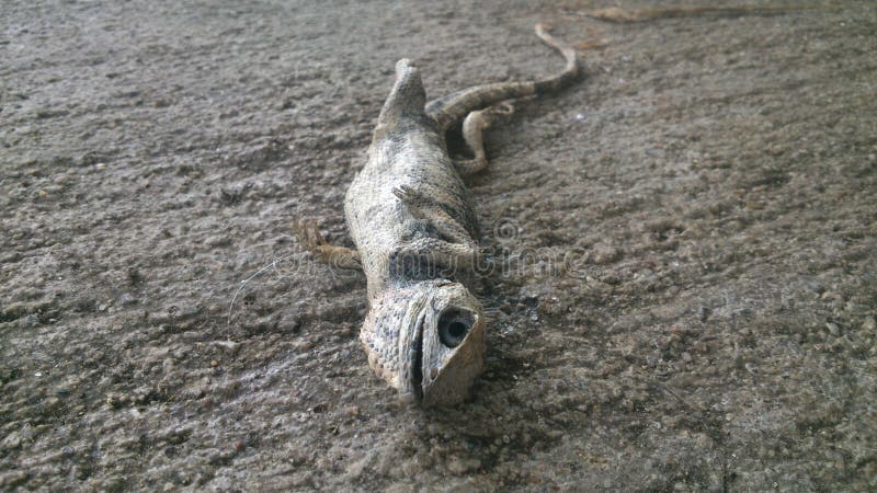 Lizard body stock photo. Image of lizard, carcase, fauna - 94501604