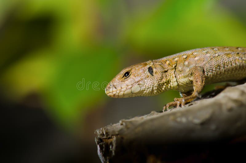 Lizard on a branch stock image. Image of colour, animal - 26182299
