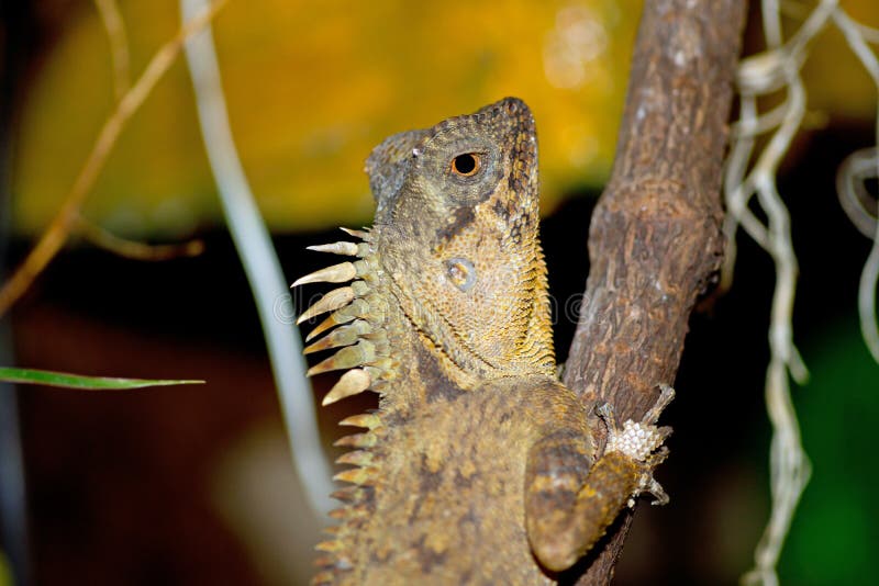 Lizard on a branch stock photo. Image of animal, long - 36294780