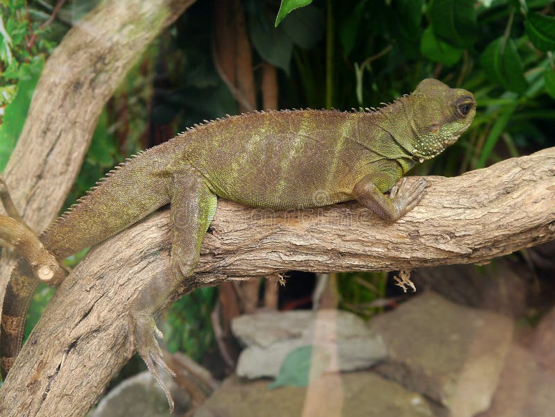 Lizard on branch stock photo. Image of glass, scene - 141791862