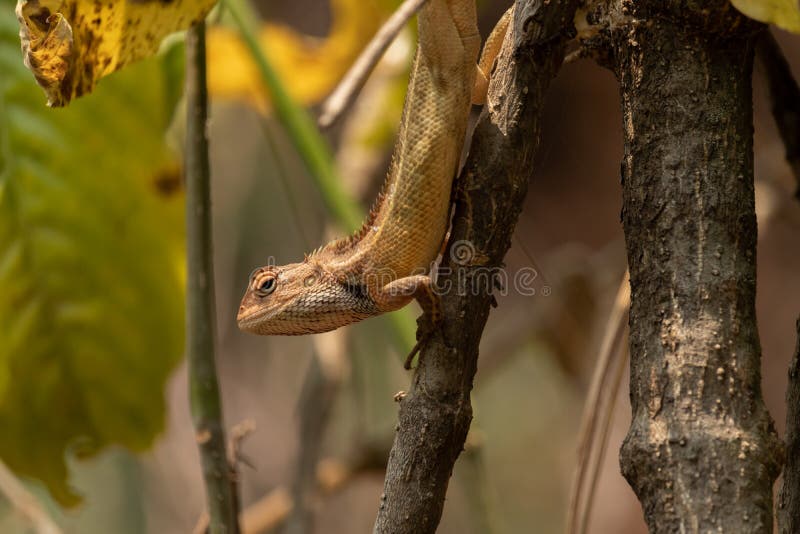 Lizard on the Branch of a Tree and Enjoying the Sun Stock Photo - Image ...